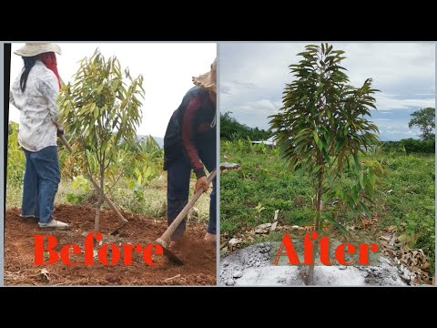 Unlocking the Secretes: The importance of soil Pilling for Durian Tree Planting