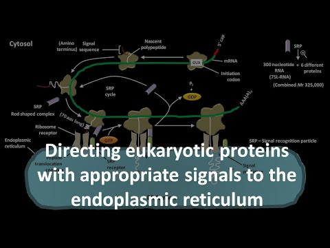 Directing eukaryotic proteins with appropriate signals to the endoplasmic reticulum .