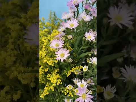 #Solidago #Aster.Have a glorious weekend.