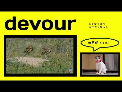 英検1級【過去問】1500単語 Devour