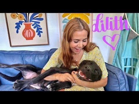 Dog for adoption - Lilith your soul connection lady, a Black Labrador ...