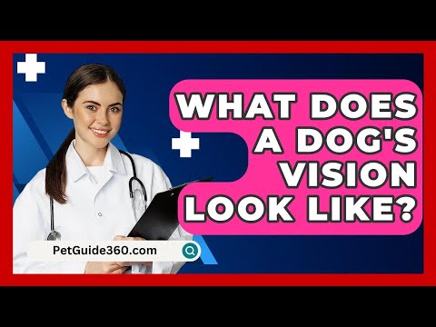 What Does A Dog's Vision Look Like? - PetGuide360.com