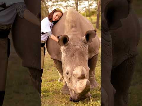 Tragedy of The Functionally Extinct Northern White Rhinoceros