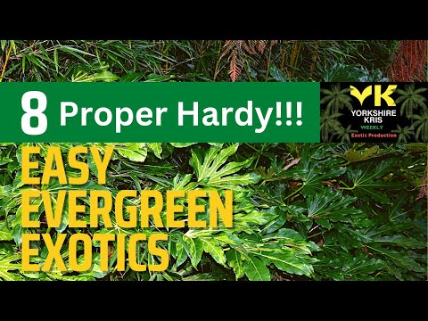 No fuss Super Hardy Evergreen Exotics to try!