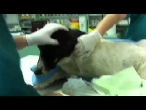 ANTONIA diagnosticated with Canine Distemper struglle for her life