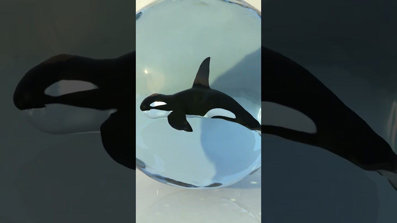 Orcinus orca | Exstinctus collection