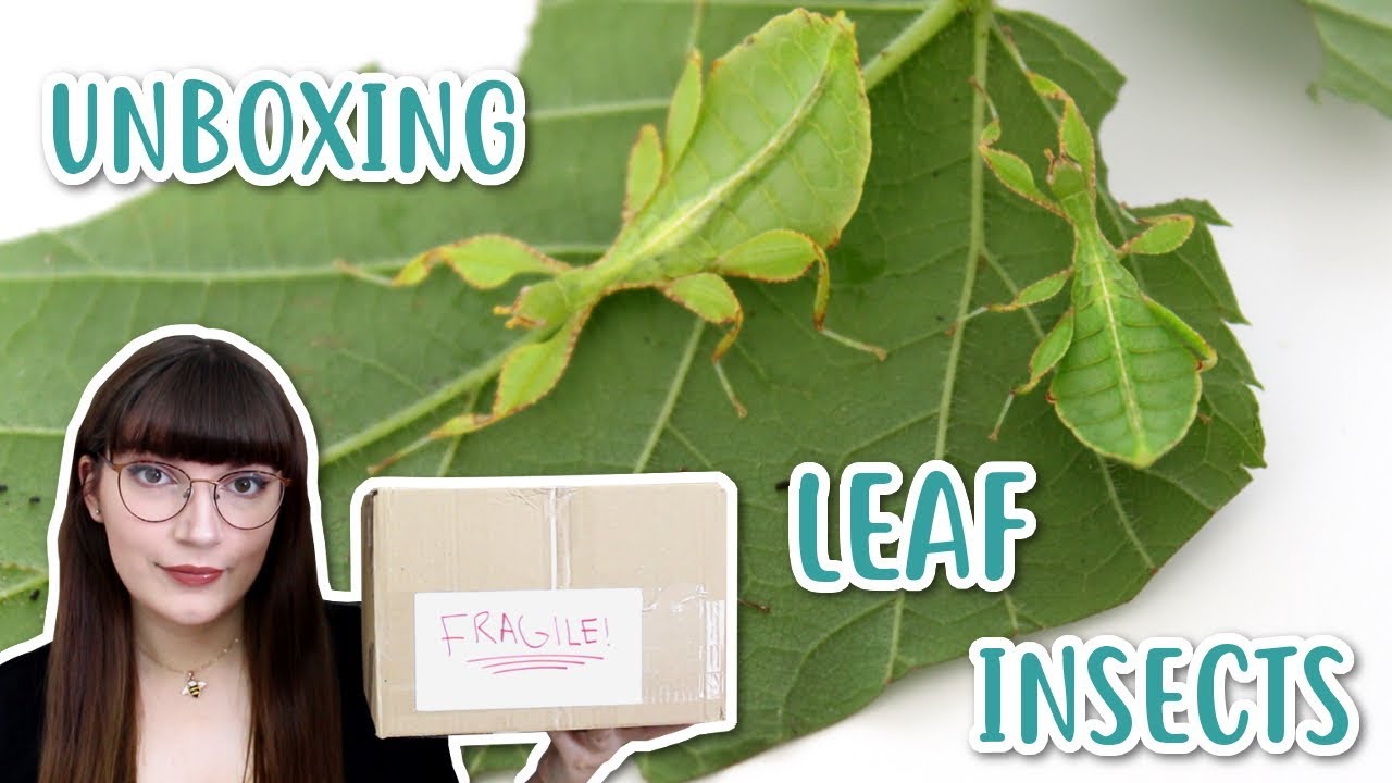 MY NEW LEAF INSECT NYMPHS!