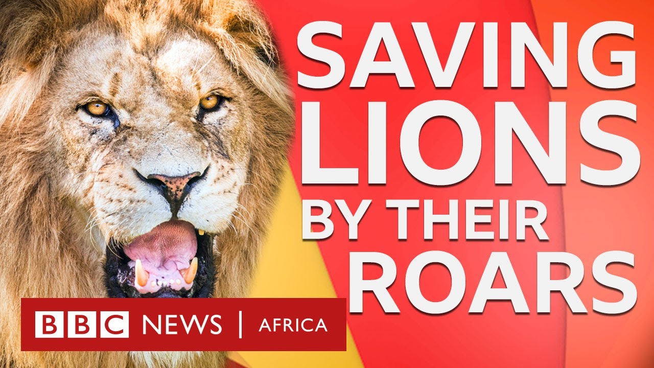Roarsome! How each lion has an individual roar - BBC What's New