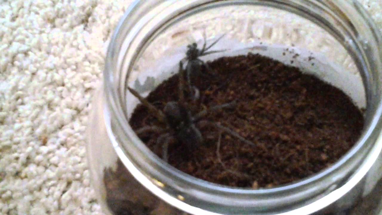 Burrowing Wolf Spider vs Grass Spider