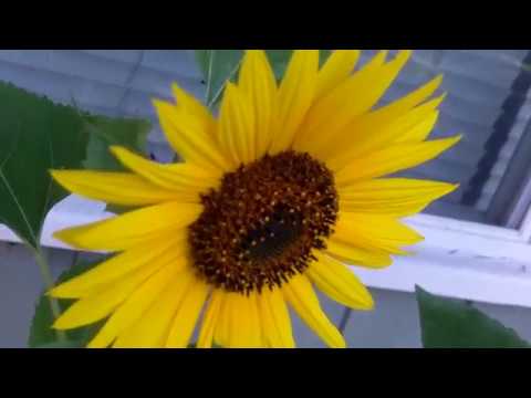 Donna's Flower Art Garden 2018