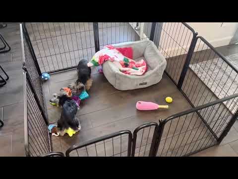 FXW Homeplus Indoor Dog Playpen - Stress-Free and Safe Play, 32 Inch 6 Panels