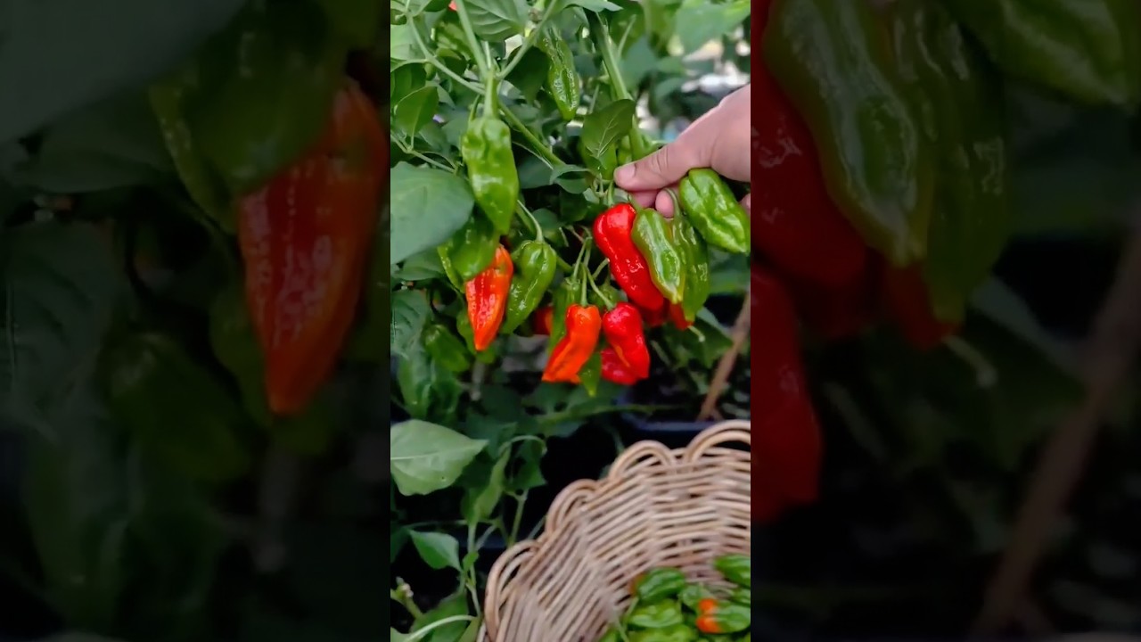Harvesting Fresh Red and Green Chili Peppers from a Healthy Garden Plant