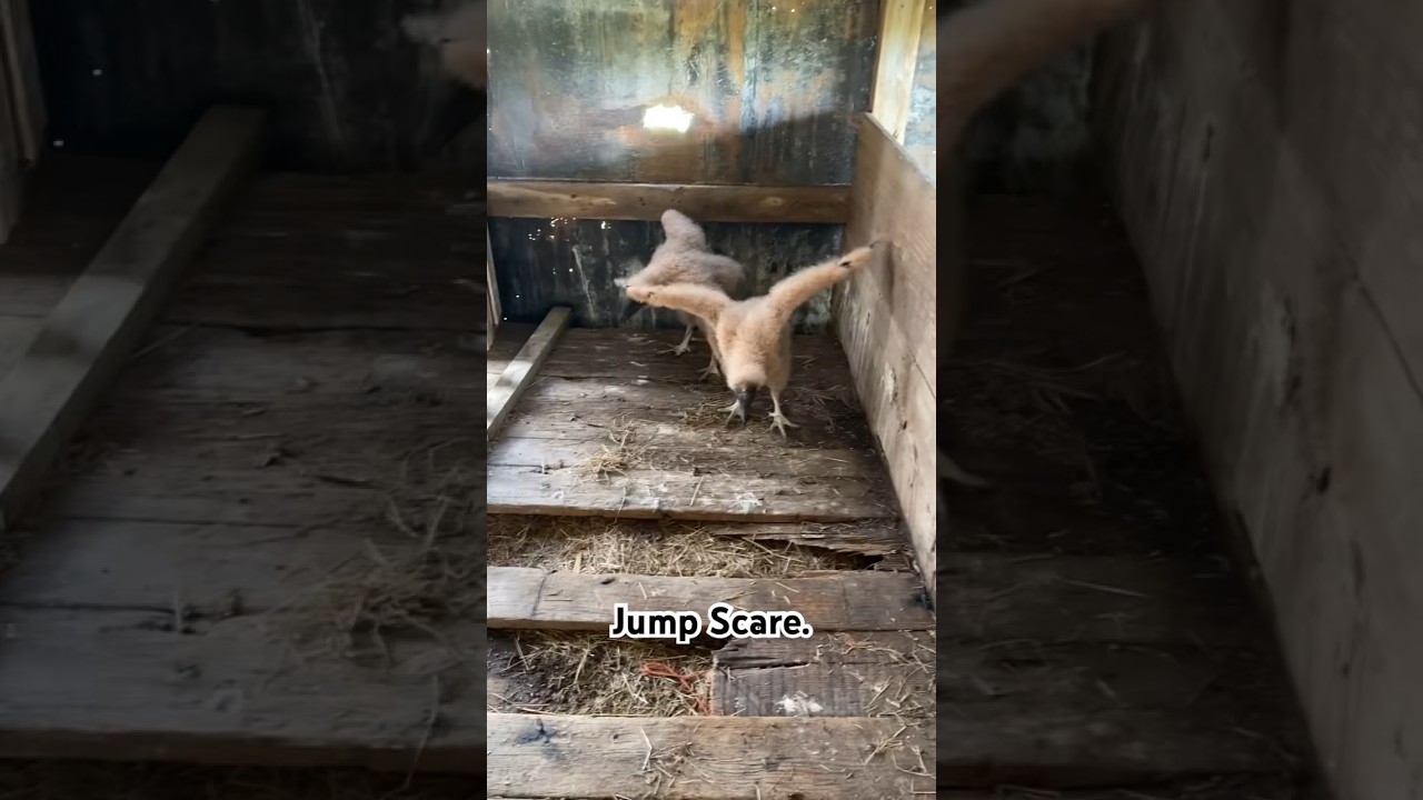 Baby Barn Buzzards. #ranch #barnyard #jumpscare #countrylife #countryliving #ranchlife #buzzard