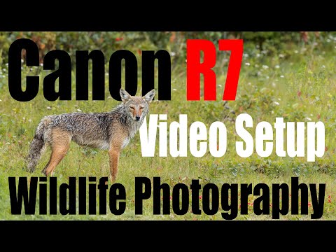 Canon R7: Video settings & button layout (wildlife) (5137C002)