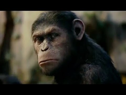 Planet of the Apes: A Species Misunderstood