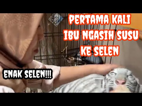 IBU YANTI KASIH SUSU KE SELEN, MALAH NGAJAK MAIN2 #alshadahmad #keluargaahmad #selen #harimauputih