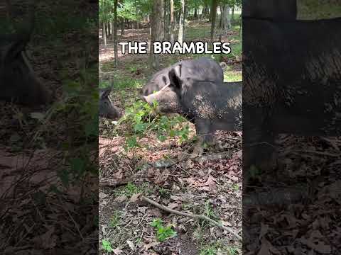 HOW DO PIGS KNOW WHAT THEY CAN EAT?