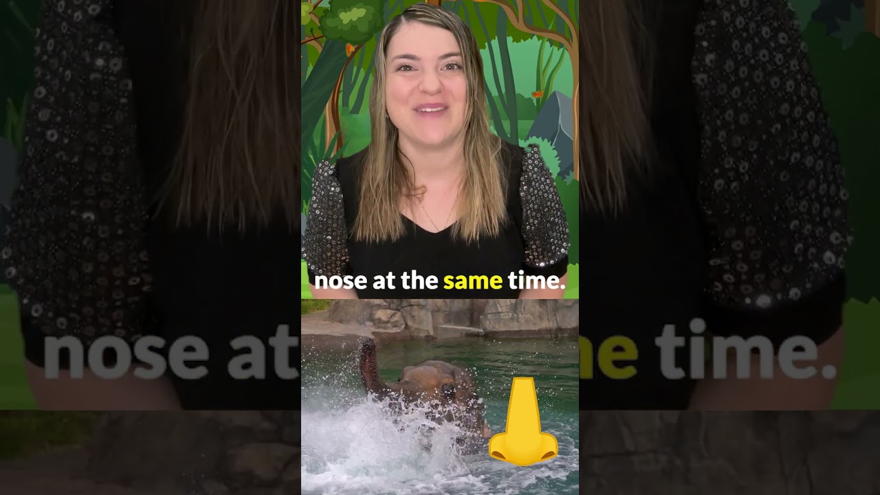 Let's Learn All About the ELEPHANT  | Speak Up Bilingual