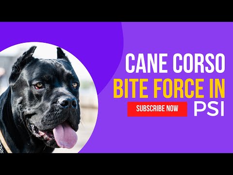 Cane Corso Bite Force PSI – How Strong Are Cane Corsos Jaws