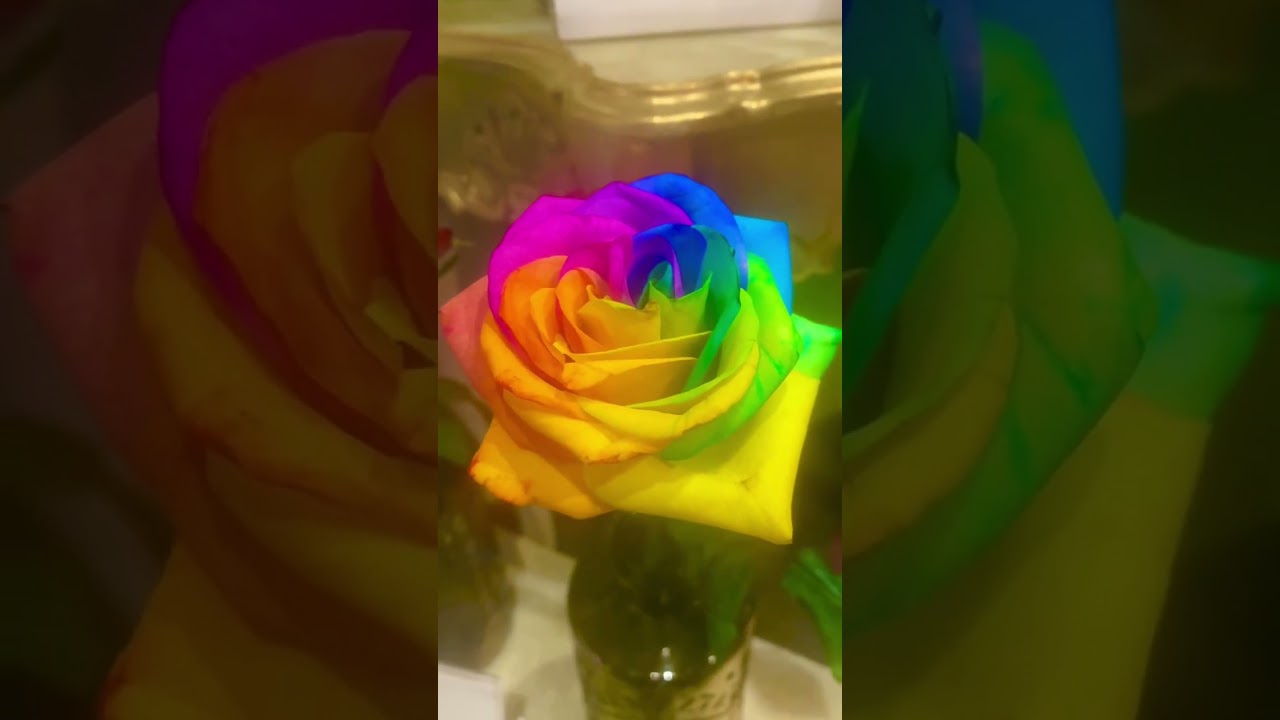 Real Colourful Rainbow Rose 🌈 #rose #rosé #shorts #short #rainbow #colourfulrose #flowers #flower