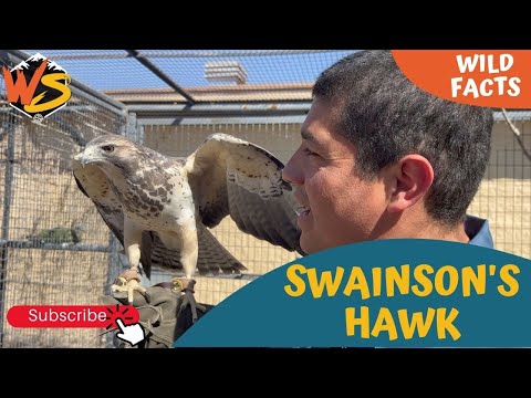 Swainson's Hawk Takes Flight! Hawk Facts