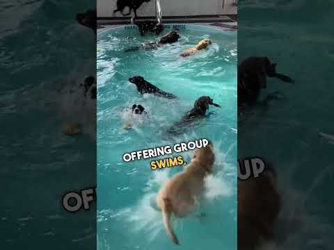 Pool Time at Doggy Daycare! 🐶 💦