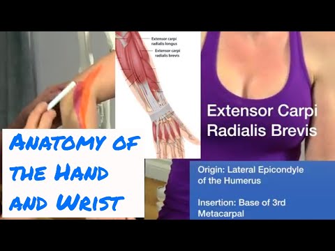 Anatomy of the Hand & Wrist - Motion Specific Release