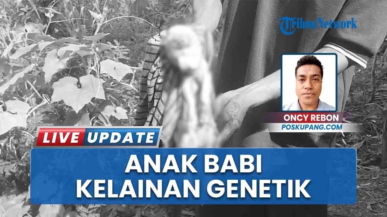 Heboh Anak Babi Lahir dengan Satu Mata-Mirip Manusia di Timor Tengah ...