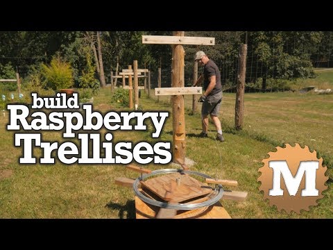 Raspberry Trellis for the Garden