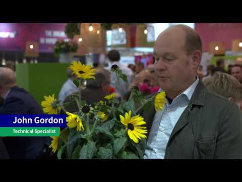 IPM 2019 - Sunfinity Sunflower | Syngenta Flowers