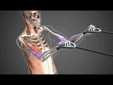 Appendicular Muscles anatomy origins insertions and actions for Anatomy and/or Physiology Courses