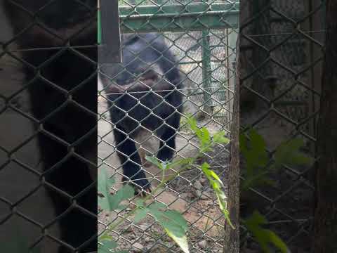 Black Bear One At Central Zoo Jawalakhel Lalitpur Patan Nepal!