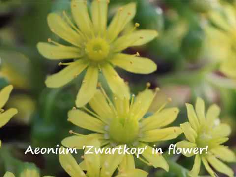 Aeonium 'Zwartkop' in flower!