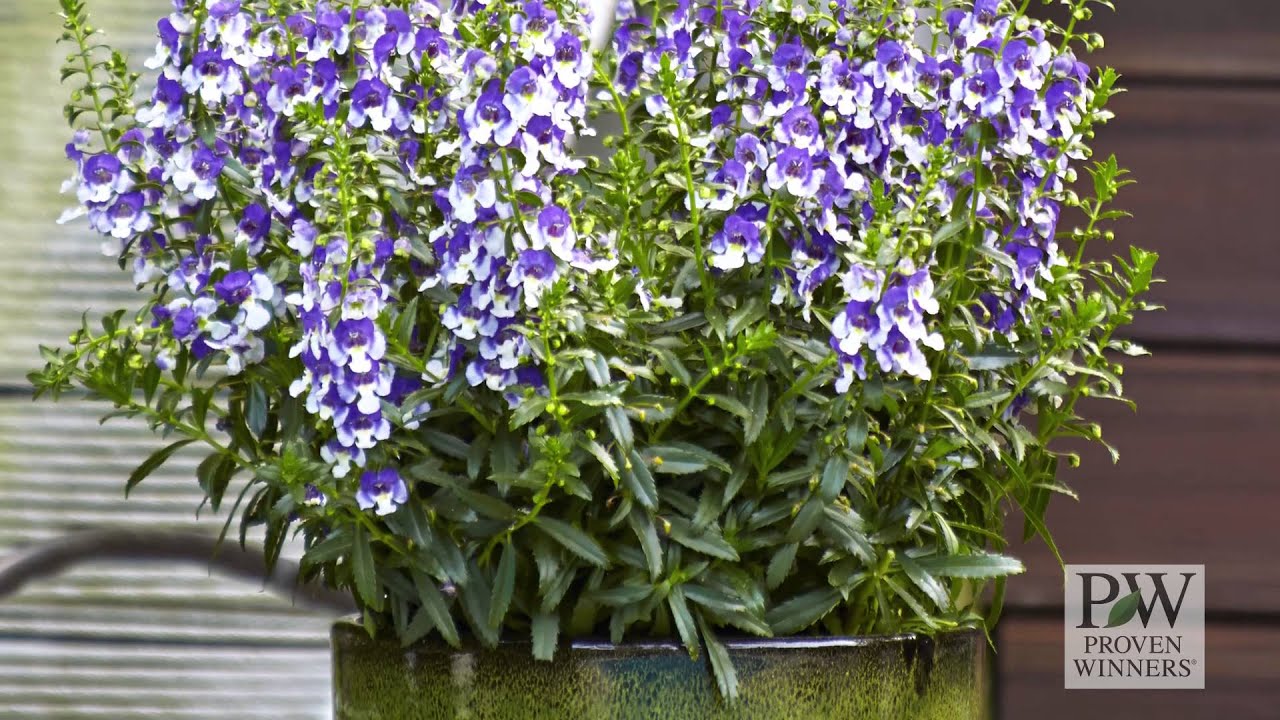 Angelface® Wedgwood Blue Improved Angelonia from Proven Winners