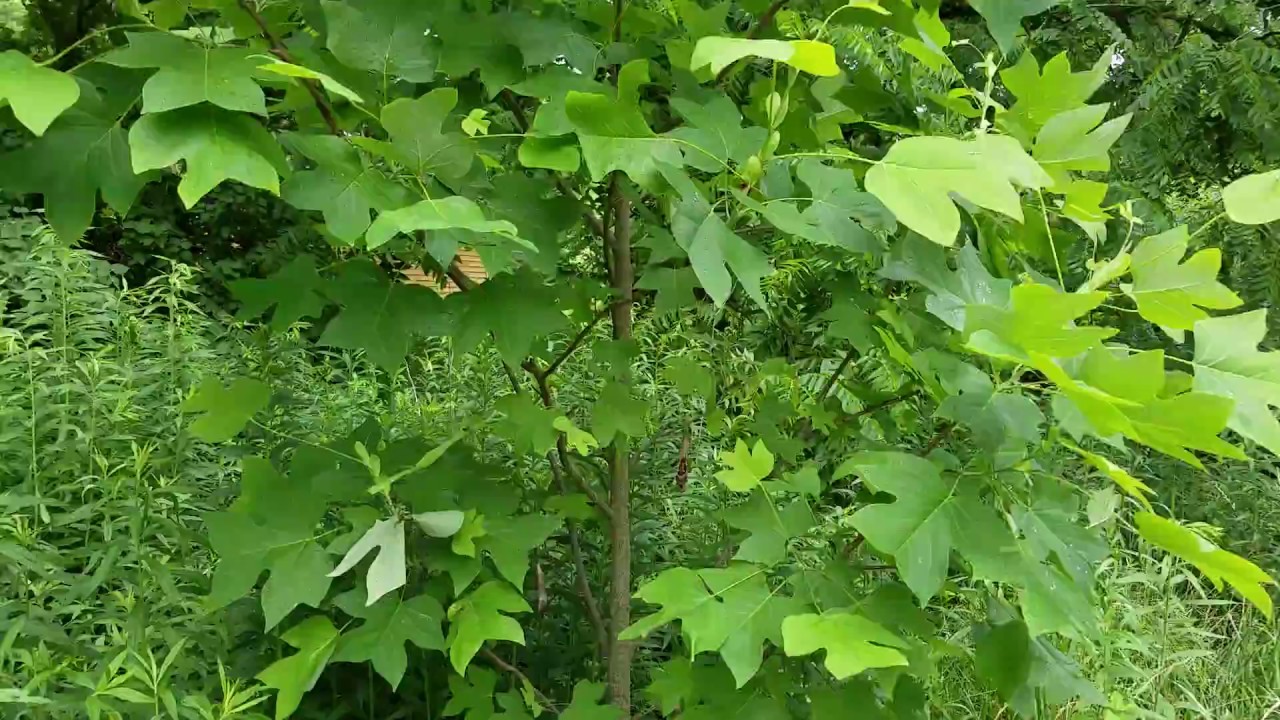 Promethea Moths and Plants