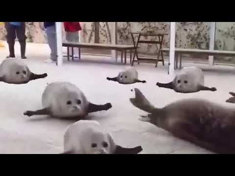 Steam Community :: Video :: Bouncing Seals