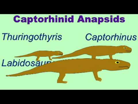 PL2_ANAPSID_CAPTORHINIDS