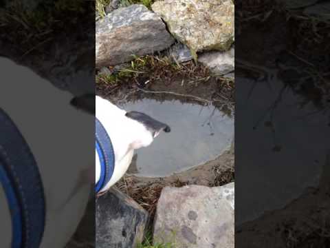 Water Table Well