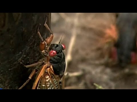 FDA: Don't eat cicadas if you're allergic to seafood
