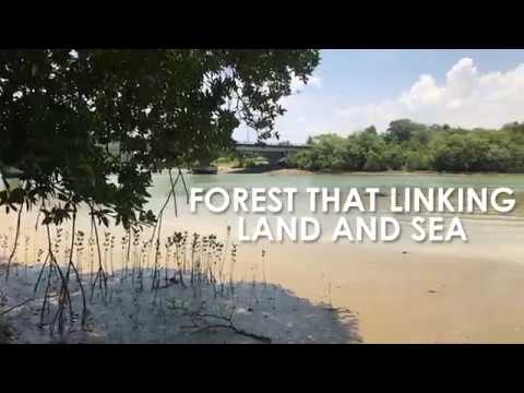 MANGROVE ECOSYSTEM INTRODUCTION