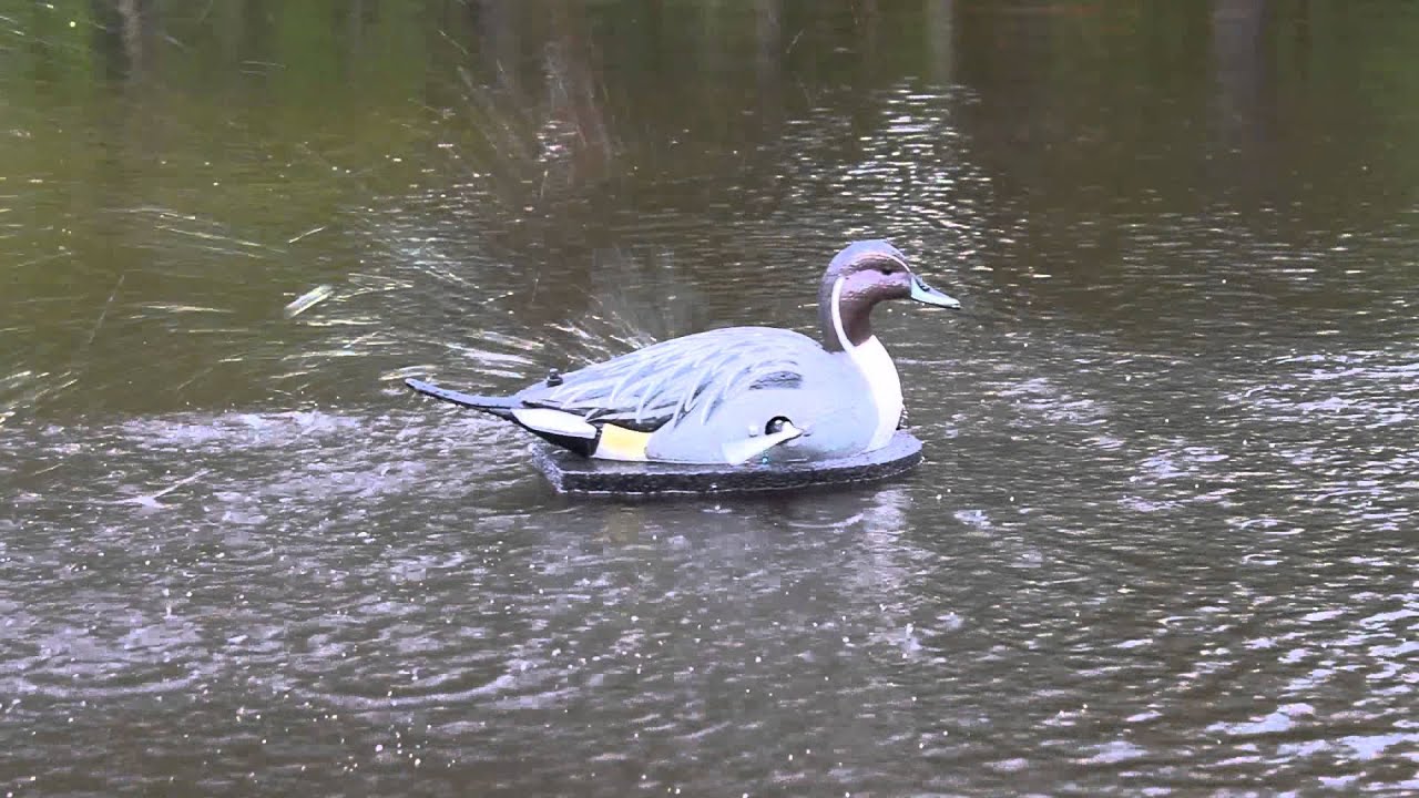 PINTAIL DRAKE with - RANDOM TIMER