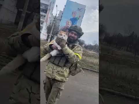 Unbelievable footage from the Military 🐈 #shorts #military #army #cat #cats #short