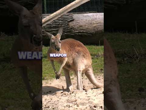🔥WHAT IS THE PURPOSE OF A KANGAROO'S TAIL? ANIMALS FACTS🔥#facts #animals #shorts #kids