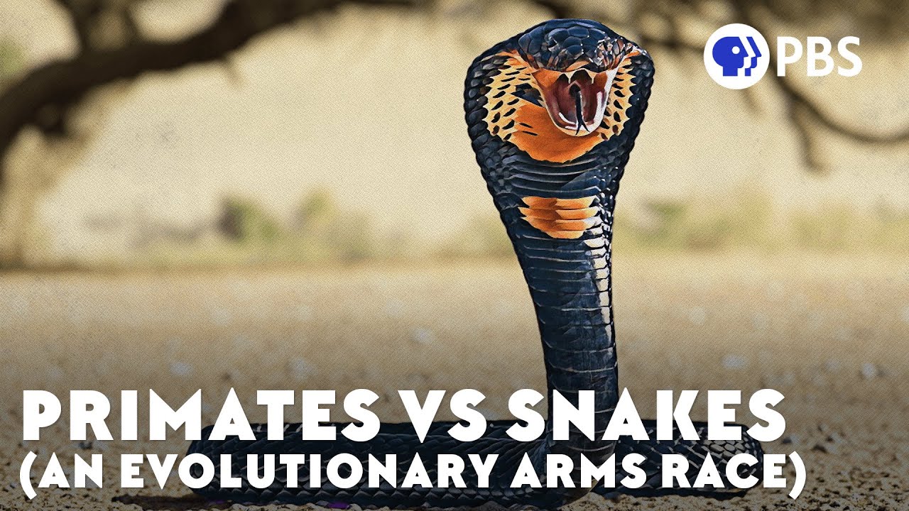 Primates vs Snakes (An Evolutionary Arms Race)