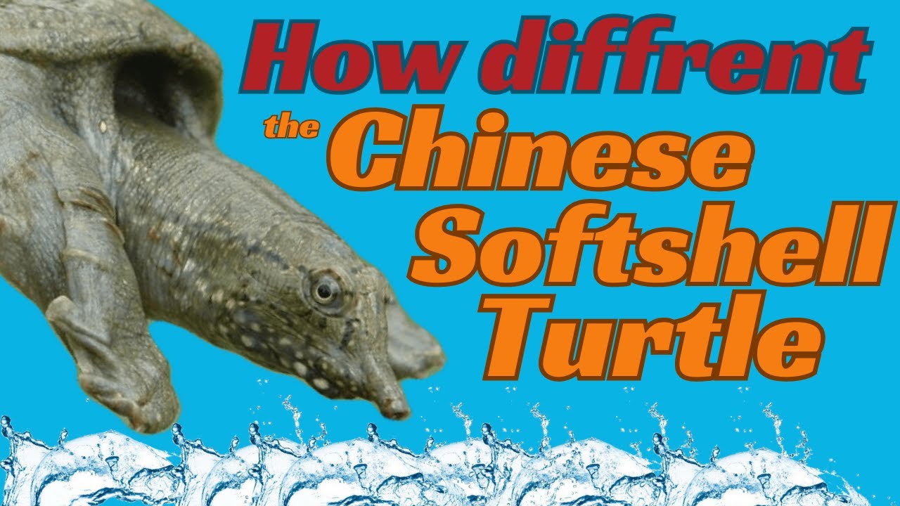 the unique chinese softshell turtle, care guide