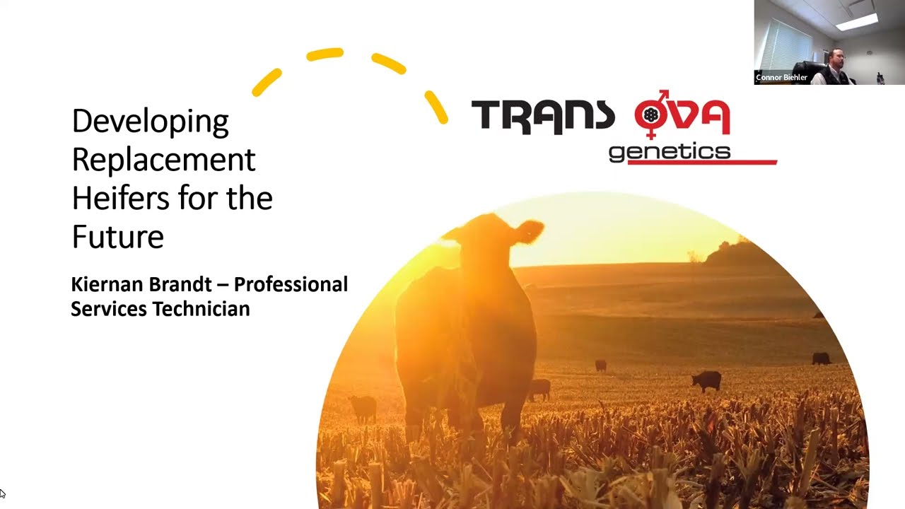Developing heifers for the future