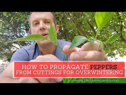 How to Propagate Pepper Plants from Cuttings to Grow over the Winter