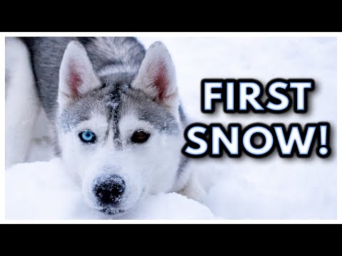 Husky Sees FIRST SNOW of the Year! | She Runs Out WITHOUT her COLLAR! 😱