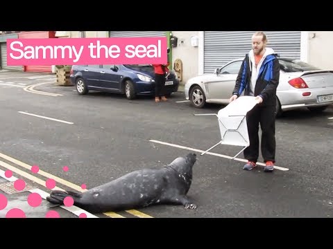 Nevertheless, he persisted: Sammy the seal begs for fish – Why ...