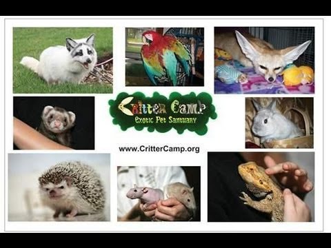 Critter Camp Exotic Pet Sanctuary Rescues MorePets - GlobalGiving